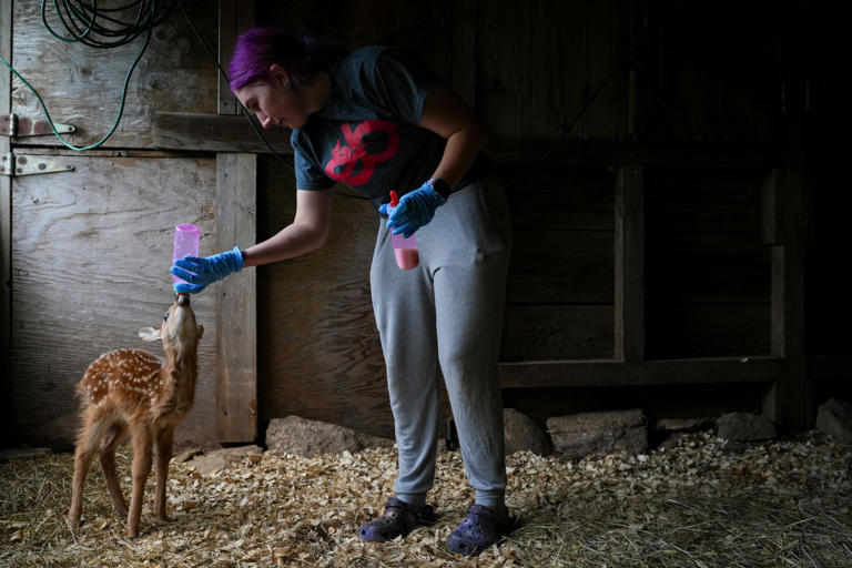 Where to take injured animals? New West Milford hospital aims to fill ...