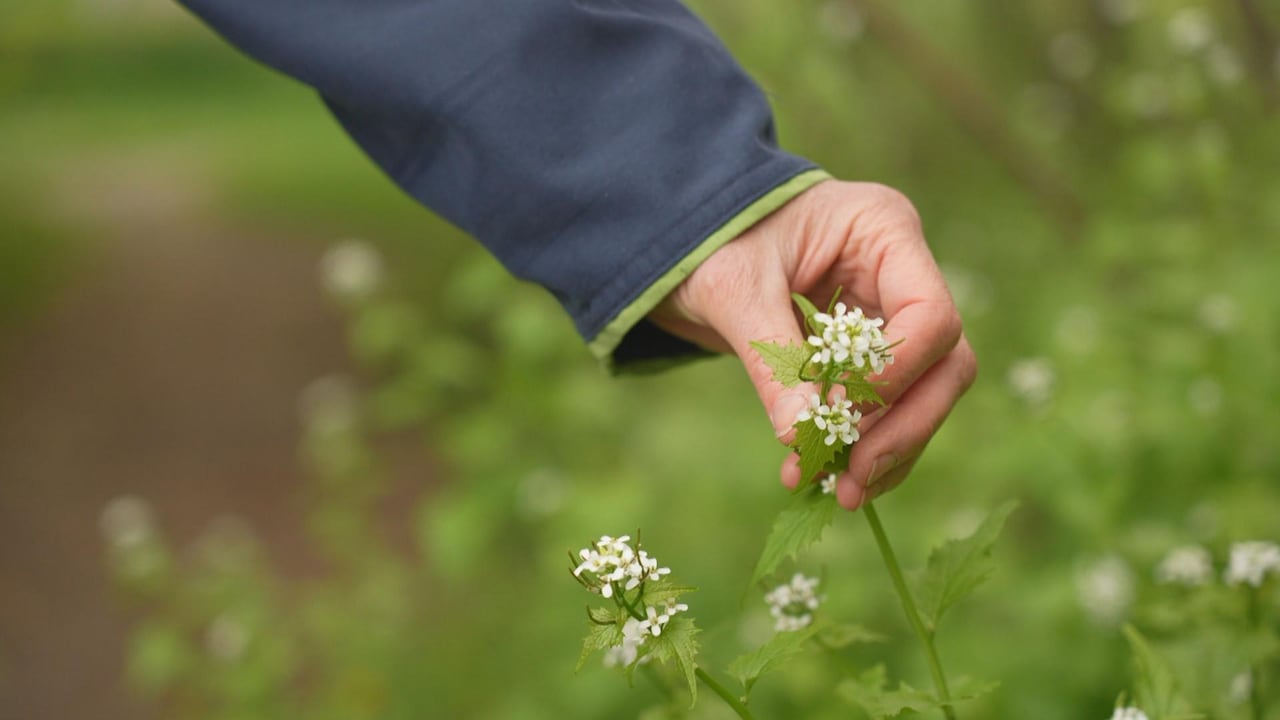 Gardeners call for more help, less bureaucracy in battle against ...