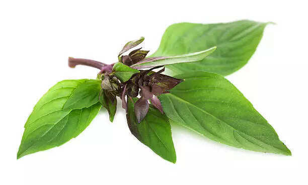 How to use Thai Basil to regrow hair on bald patches