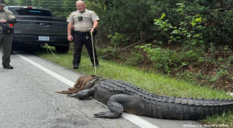 10-Foot Alligator Nicknamed “Pepe” Caught Lounging in North Carolina ...
