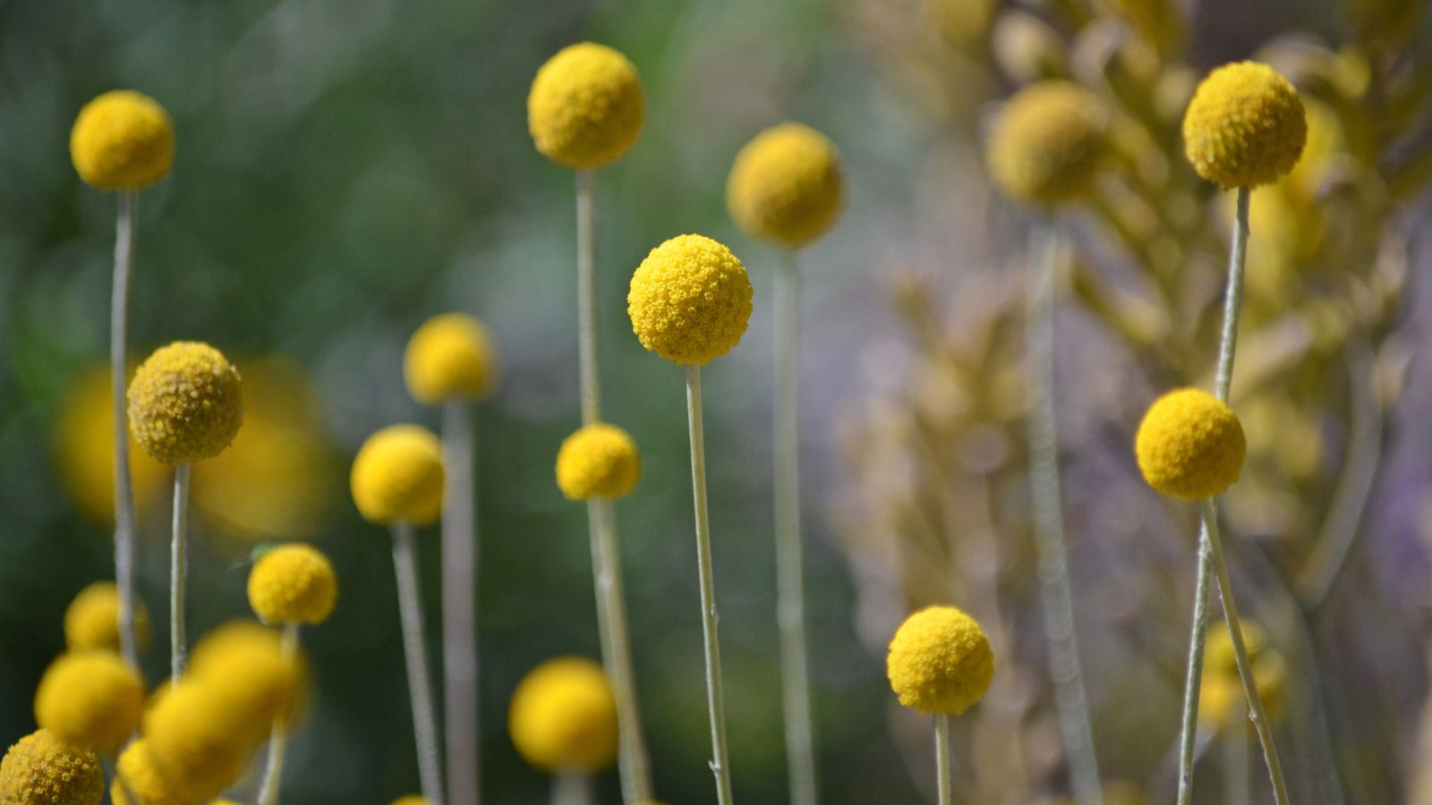 How to grow craspedia – these unusual spherical flower heads will add ...