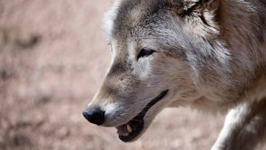 Another Colorado wolf dead, CPW watching 4 potential dens for pups