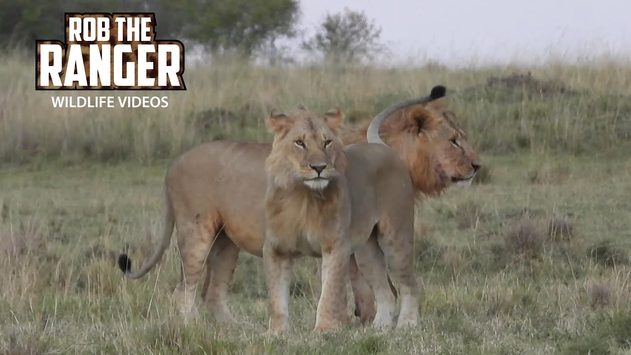 Witness separated lion brothers reunite in the Maasai Mara