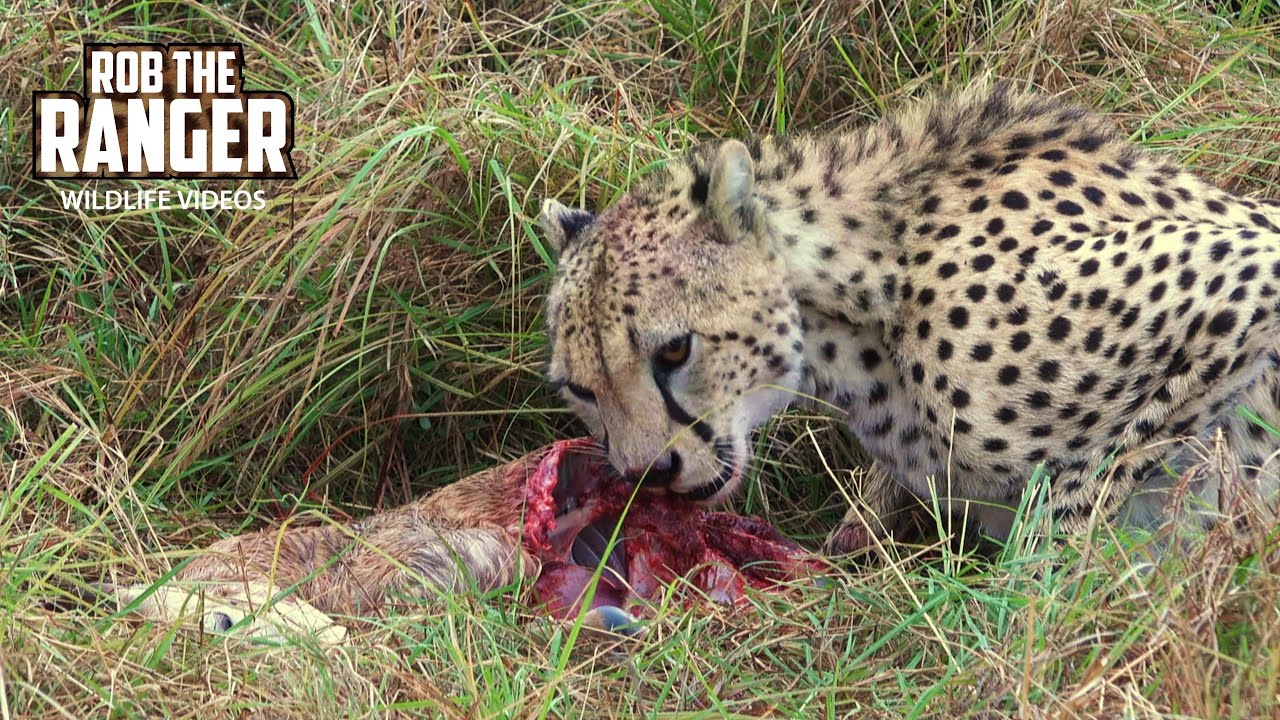 Cheetah's Deadly Chase Reveals Survival Secrets