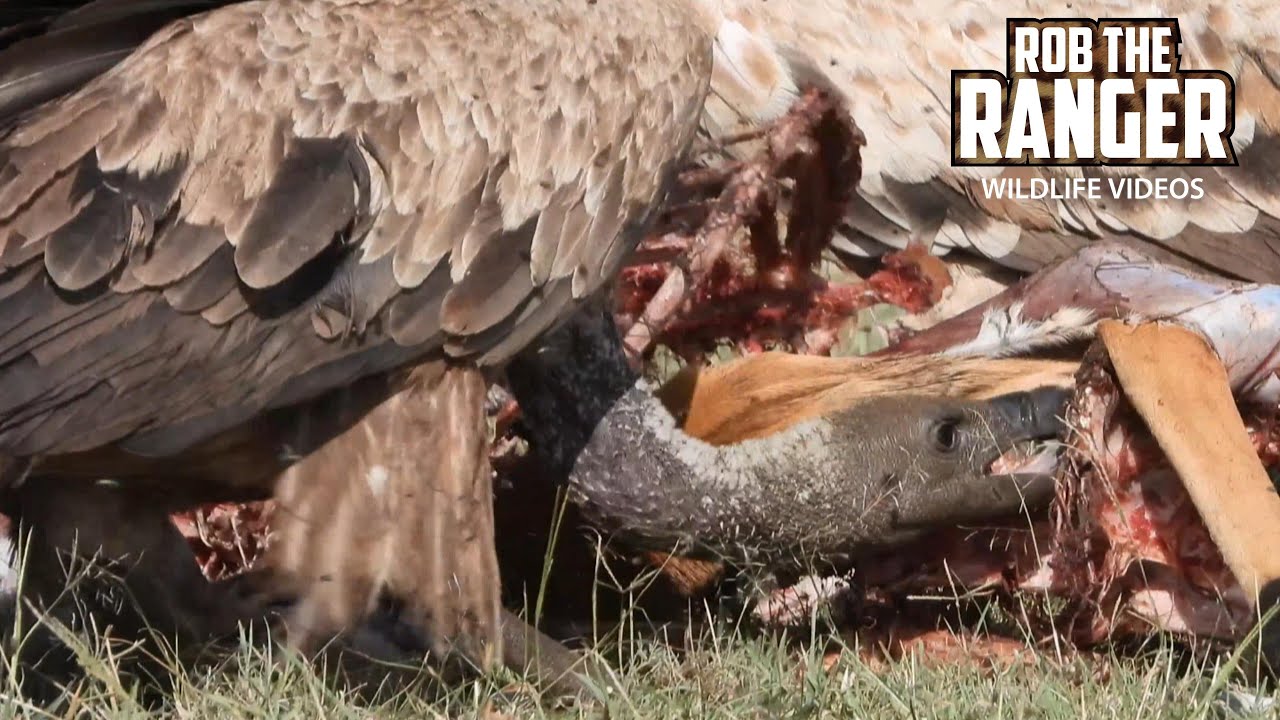 Vultures Rush in for Cheetah’s Abandoned Kill