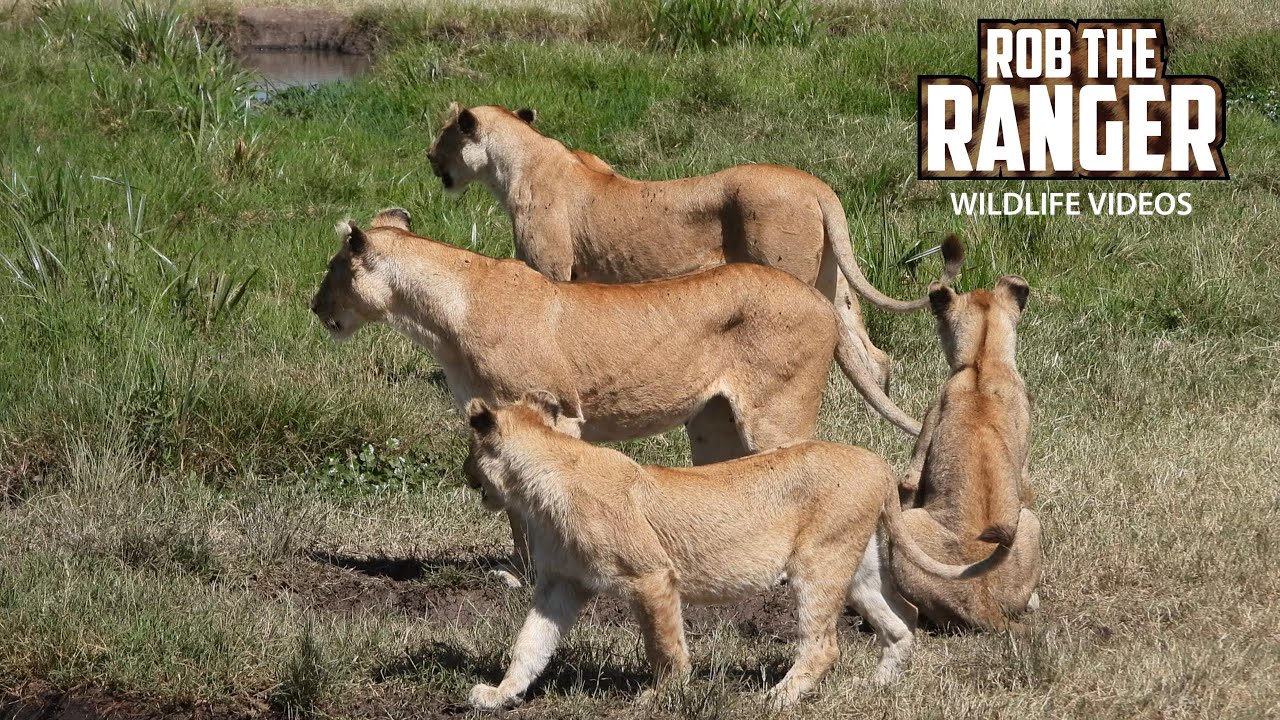 Small lion pride observes massive zebra herd in awe