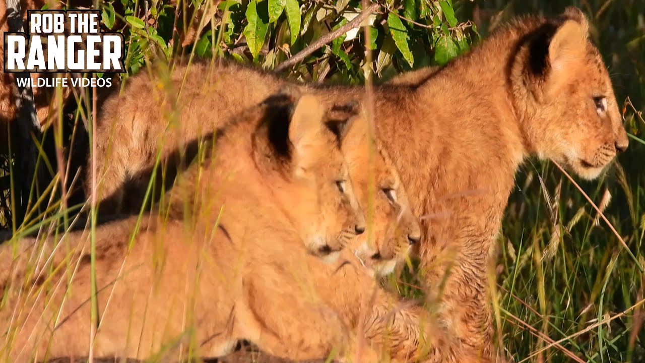 Watch lion cubs scale massive rocks during Maasai Mara safari adventure