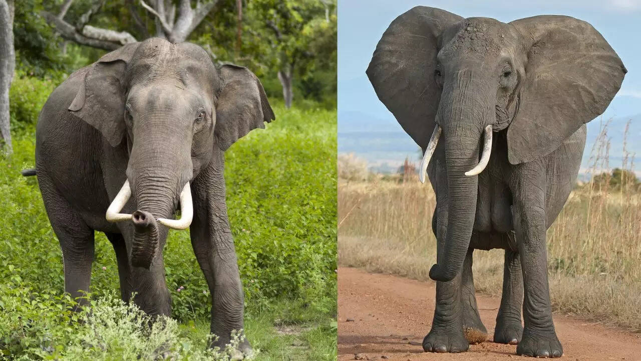10 incredible facts about elephants that you should know