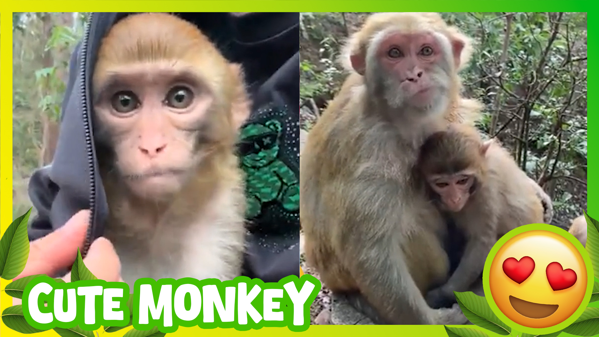 Cutest Monkey Moments Ever 🐵💖 | Adorable, Playful & Funny Clips