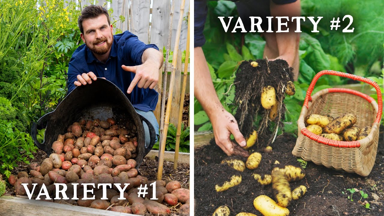 How To Be Self-Sufficient in Potatoes