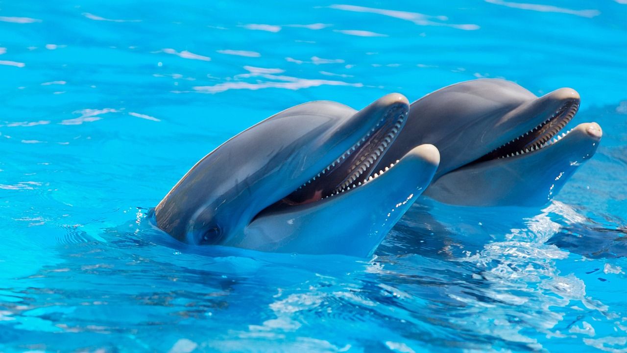 Could dolphins teach us how to talk to aliens? 👽