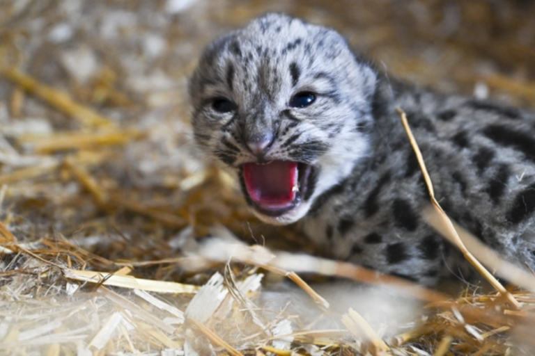 Watch: Rare snow leopard cub born in Kent following groundbreaking ...