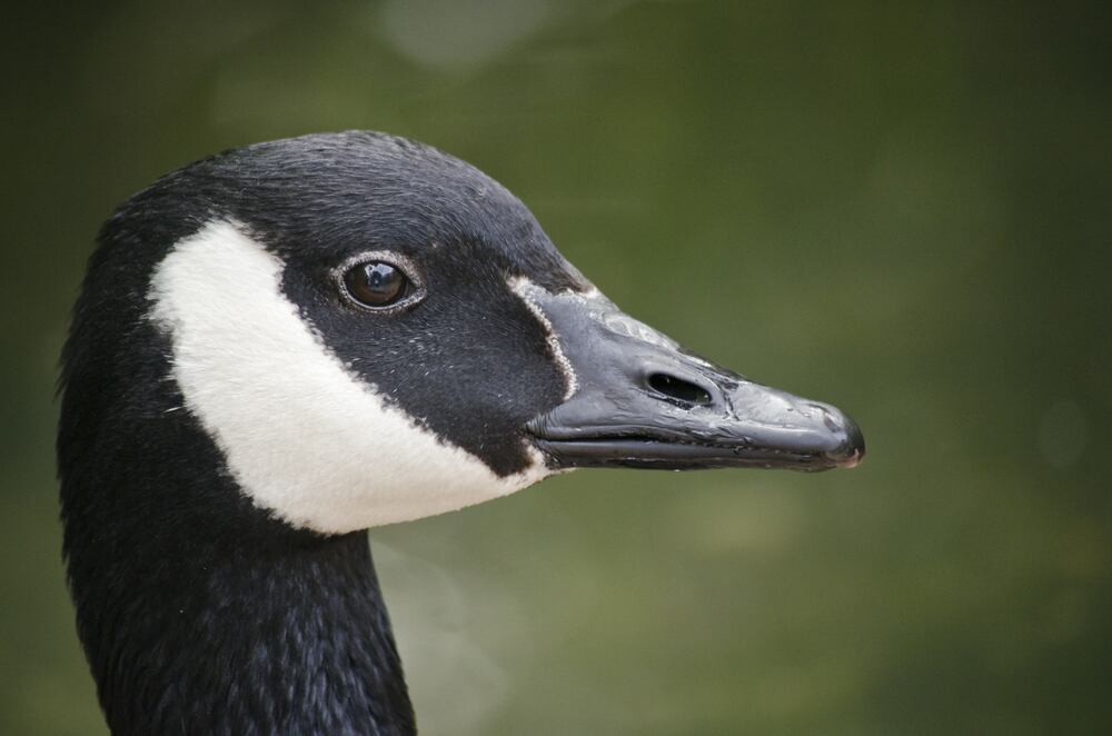 Winnipegger's $300 fine for throwing things at Canada goose a rare case ...