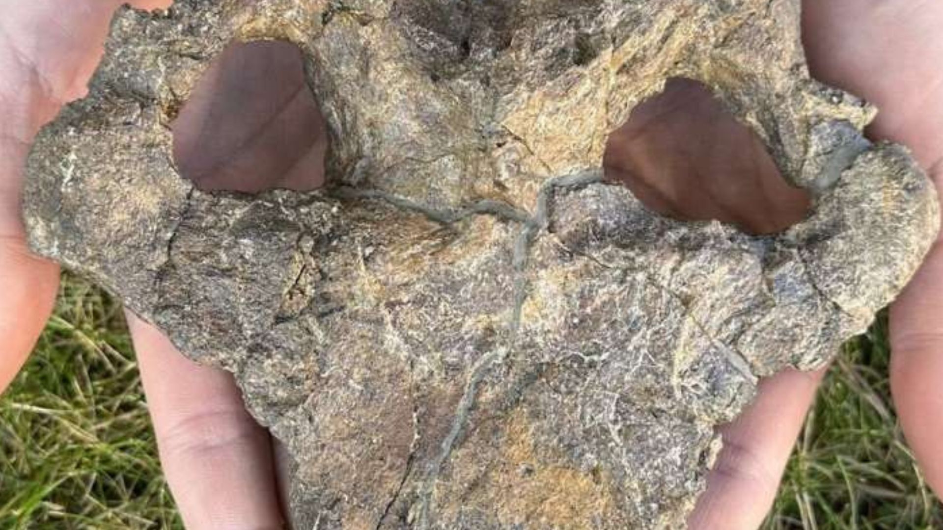 150-million-year-old skull is best preserved fossil of armored dinosaur ...