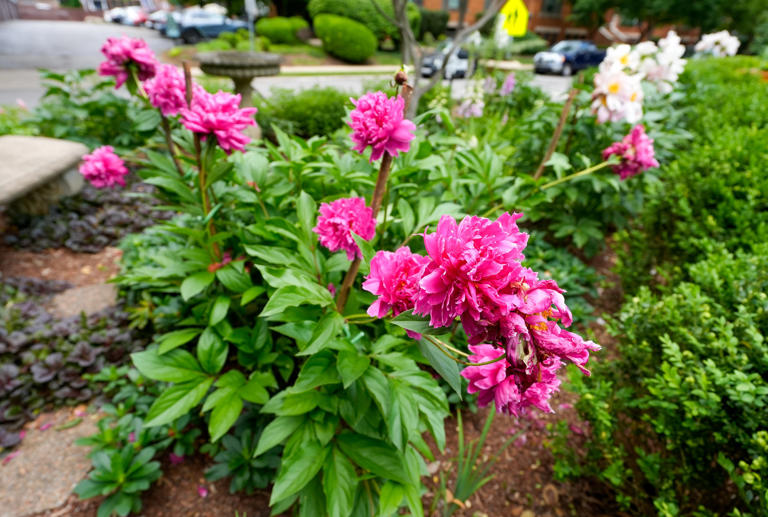 Explore 3 Louisville gardens, from a dreamy oasis to a historic estate