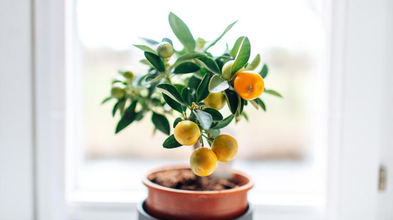 19 Indoor Fruit Trees You Can Grow Indoors For Fresh Produce Year-Round