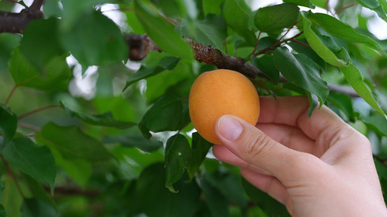 19 Indoor Fruit Trees You Can Grow Indoors For Fresh Produce Year-Round