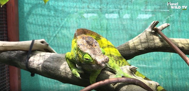 Lizard Legends: Nature’s Coolest Reptiles in Action