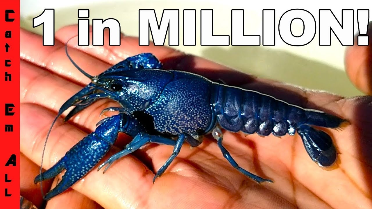 Testing the Claws of a 1-in-2 Million Blue Lobster