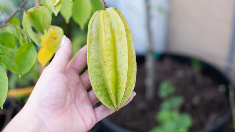 19 Indoor Fruit Trees You Can Grow Indoors For Fresh Produce Year-Round