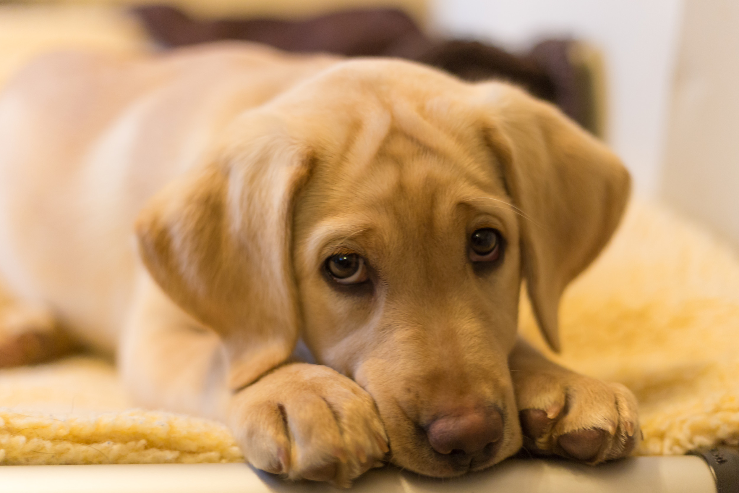 Labrador steals a chili—His "furious" reaction is everything
