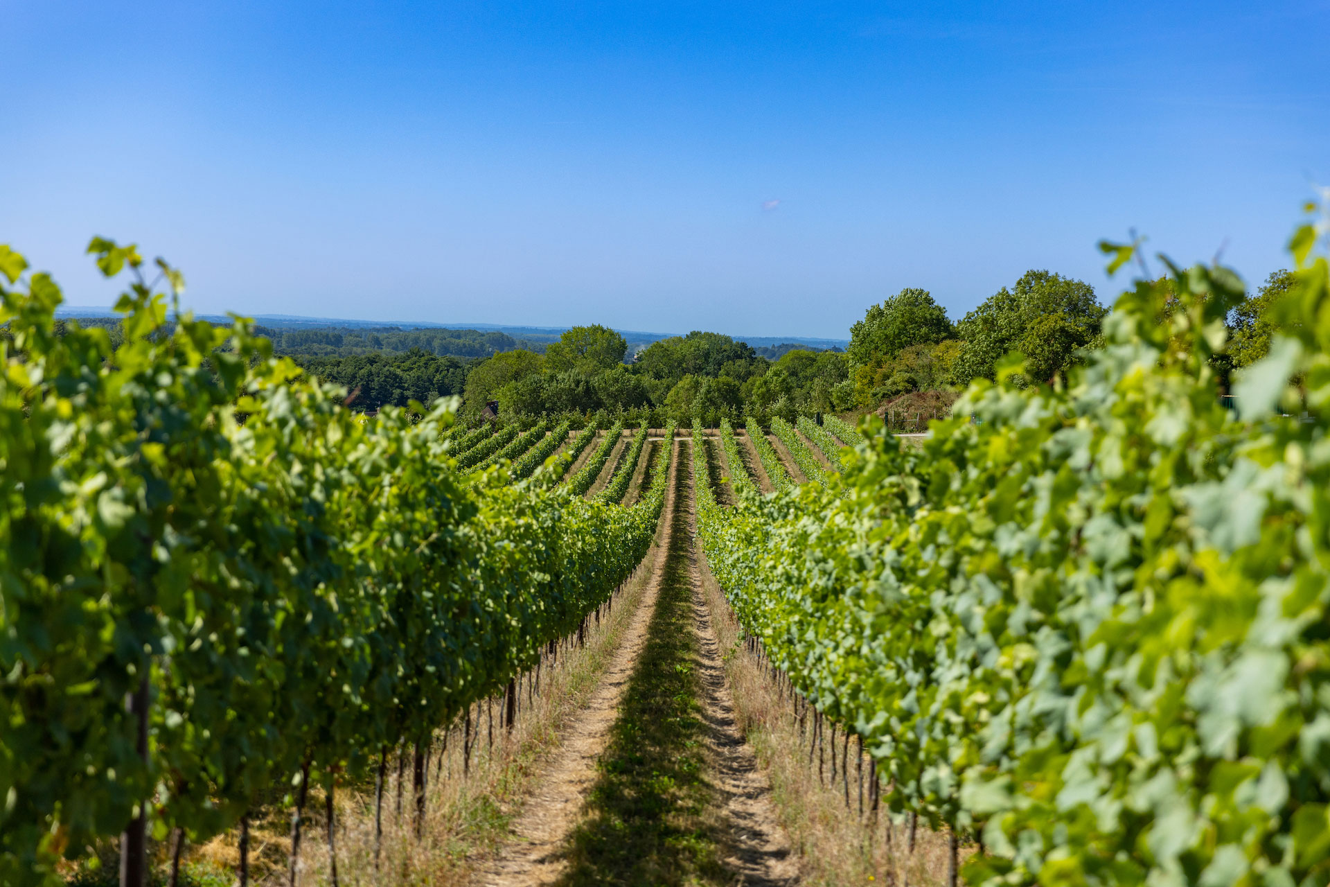 English Sparkling Wine Brand Named World’s Best Fizz