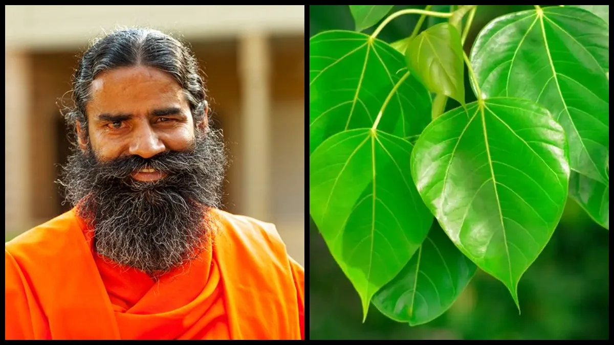 Ramdev highlights the miraculous medicinal properties of the peepal tree