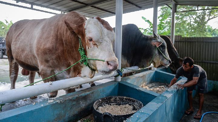 Mengenali Jenis Sapi Simmental Sumbangan dari Prabowo