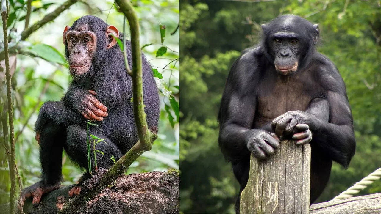 Chimpanzees vs. Bonobos: How they differ on the basis of size ...