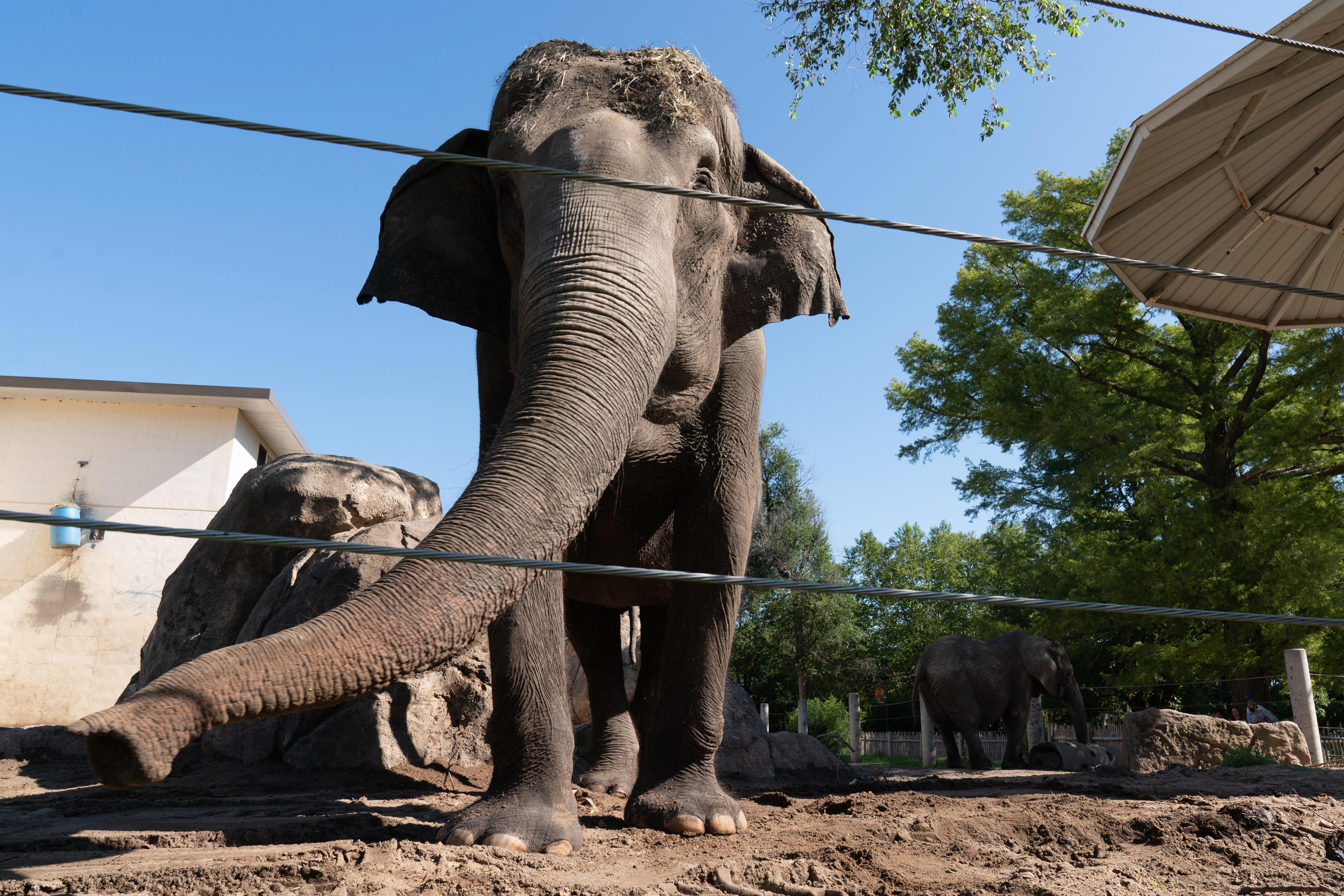 Topeka Zoo elephant Cora, who was in a Burt Reynolds film, dies