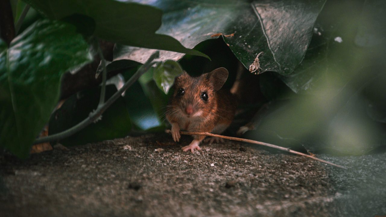 How to Eliminate Mouse Urine Smell: Effective Tips and Tricks