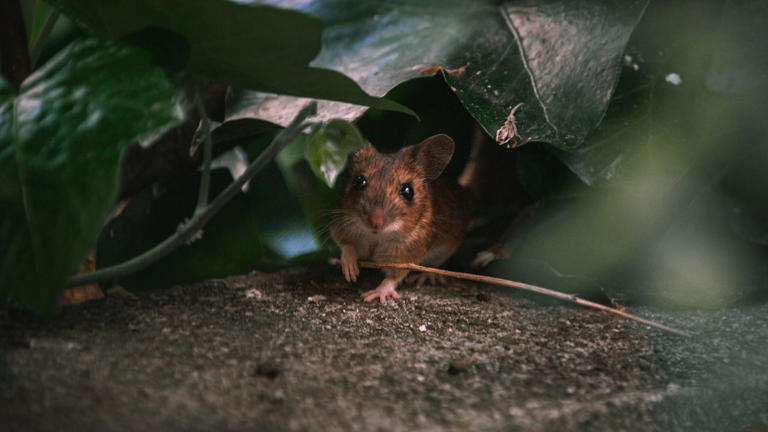 How to Eliminate Mouse Urine Smell: Effective Tips and Tricks