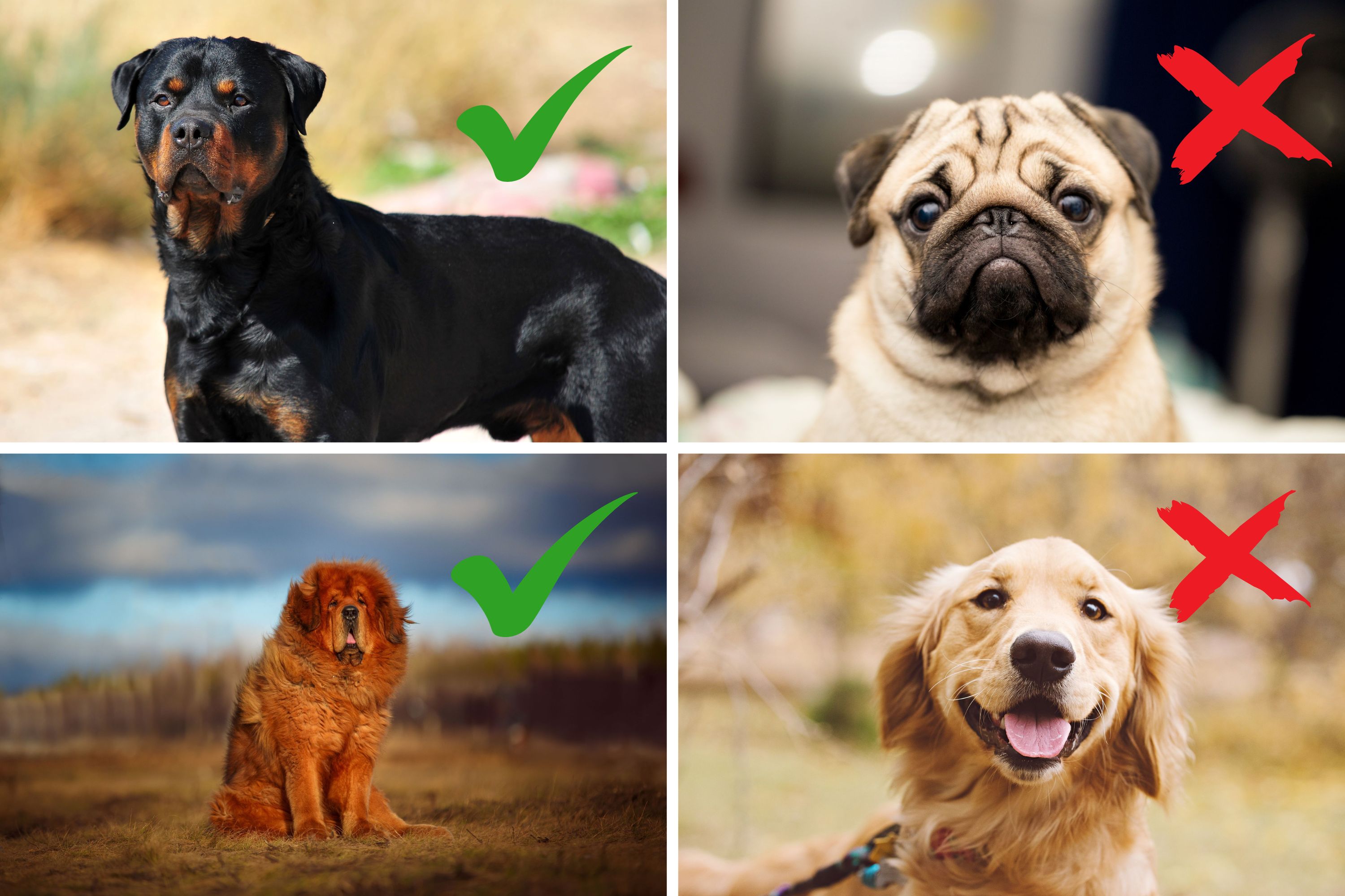 Guard Dogs 2025: Here are 18 of the best - and worse - breeds of dog to ...