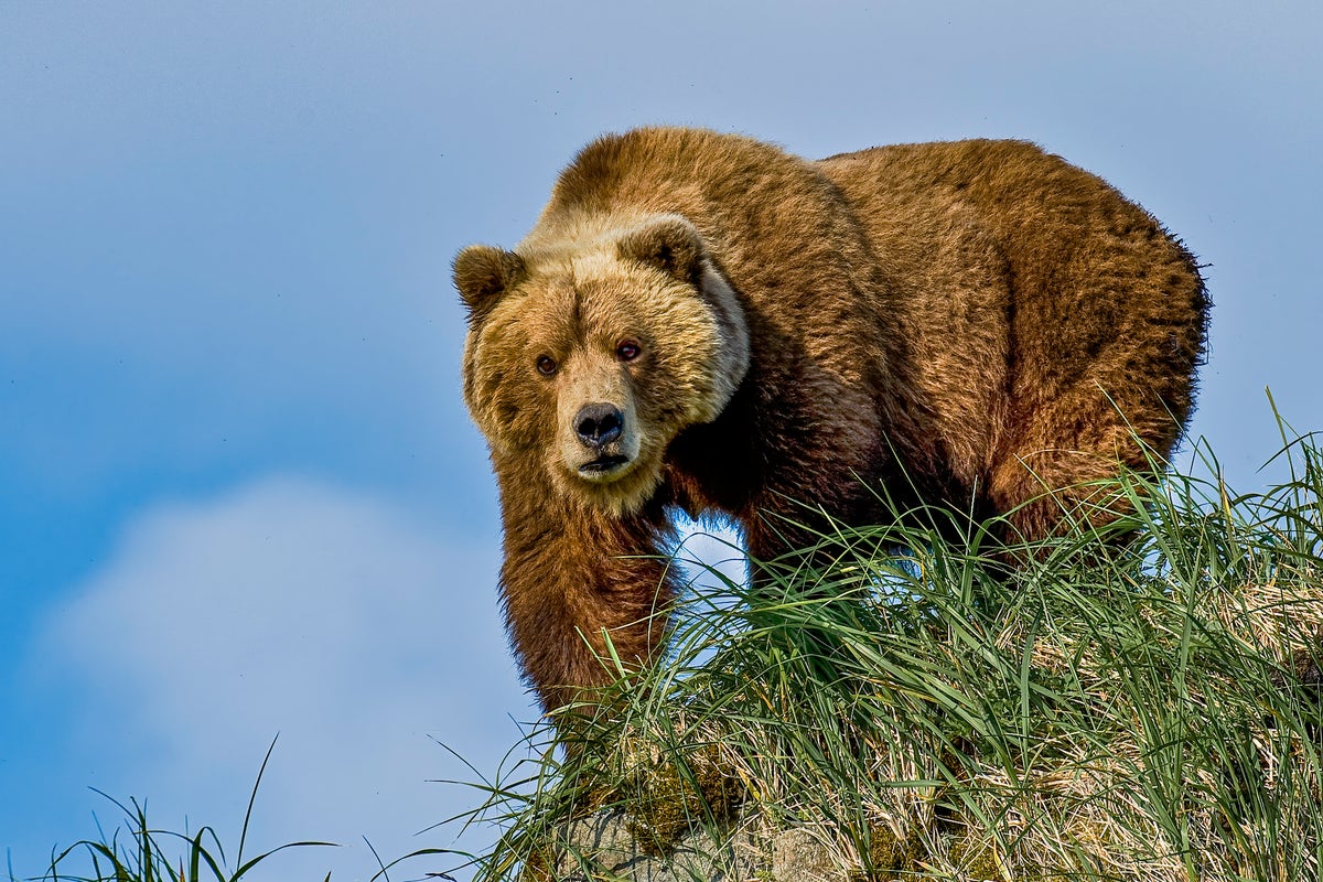 Could you survive a bear attack? It might depend on the species