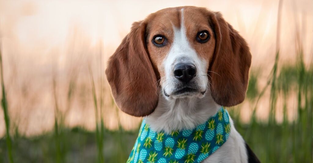 Foxhound Americano: elegante segugio di nobili origini