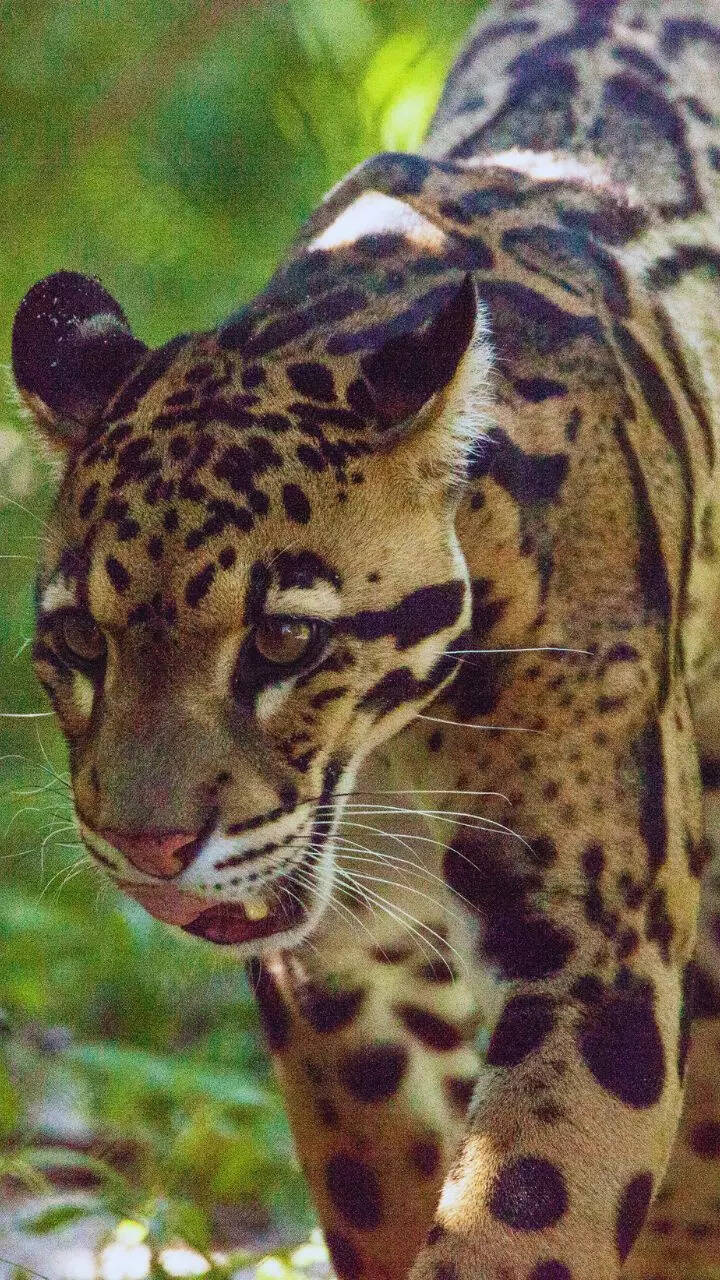 10 exotic animals you can spot in Northeast India