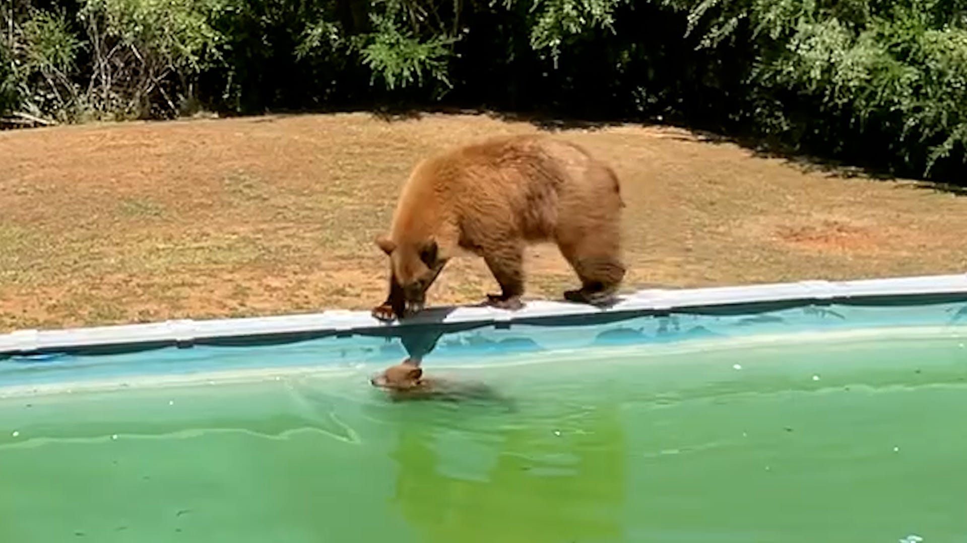 See a mama bear show her cub the proper way to float in a pool