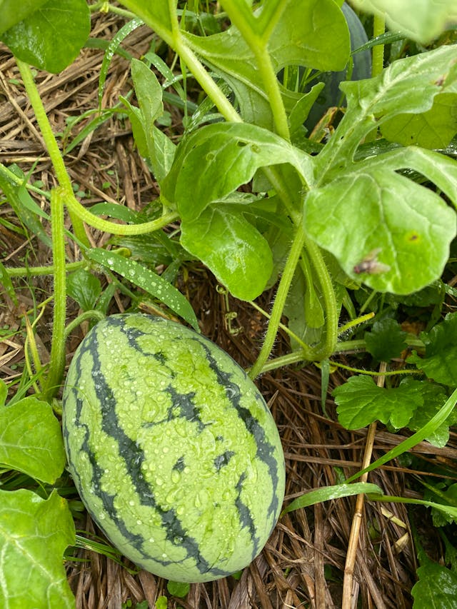 11 Watermelon Pests Lurking in Your Garden and How to Manage Them
