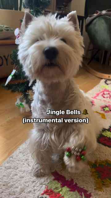 Unleashing Cuteness: The Ultimate Doggo Charm