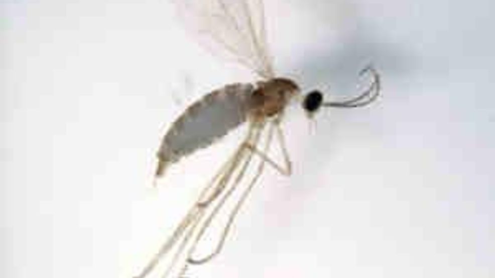 SUN: Baltimore County’s ‘unprecedented infestation’ of midges: What to know