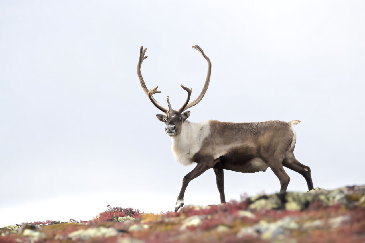 New AI tool aids caribou conservation in a changing Arctic