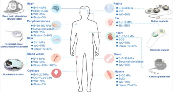 Breakthrough Self-Healing Bioelectronic Interface Sets New Standard for ...