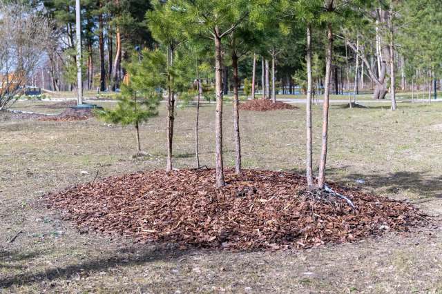 Certified arborist reveals surprising damage from common landscaping ...
