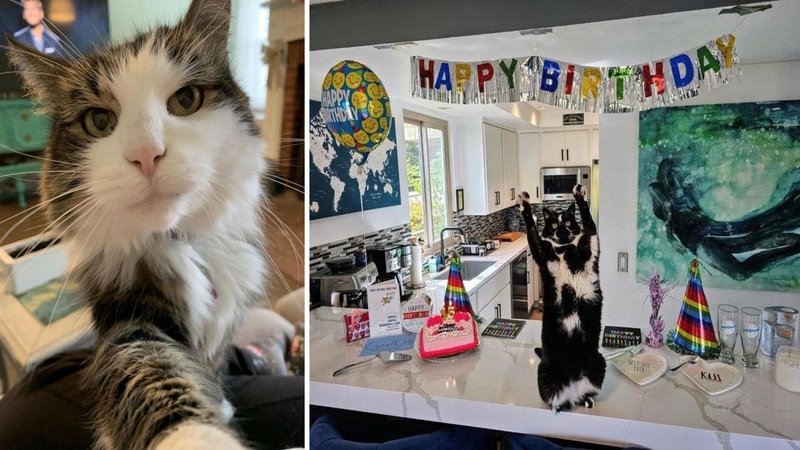 25 Relatable Cats That Show They're Closer To Humans Than We Think