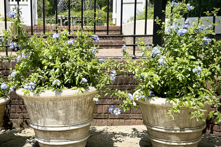 I discovered the perfect front-door plant—and it’s basically foolproof