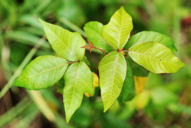 How To Kill Poison Ivy, According To A Horticulturist