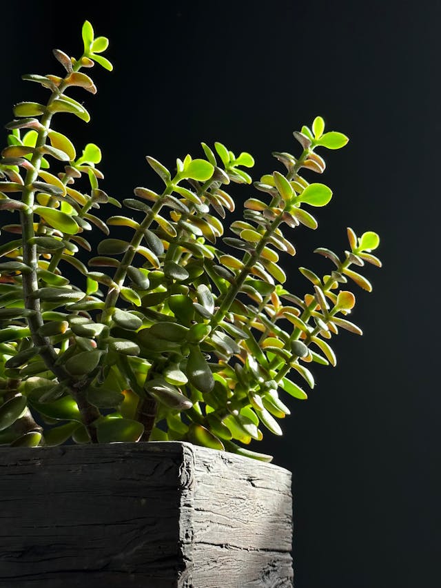 11 Important Tips for Growing a Strong Jade Plant