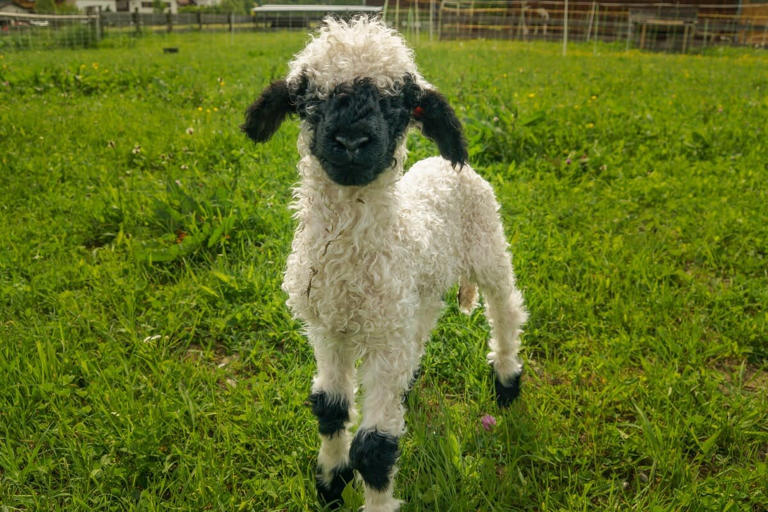 Male Sheep Gets Tiny Lamb Sister and It’s Too Cute to Resist