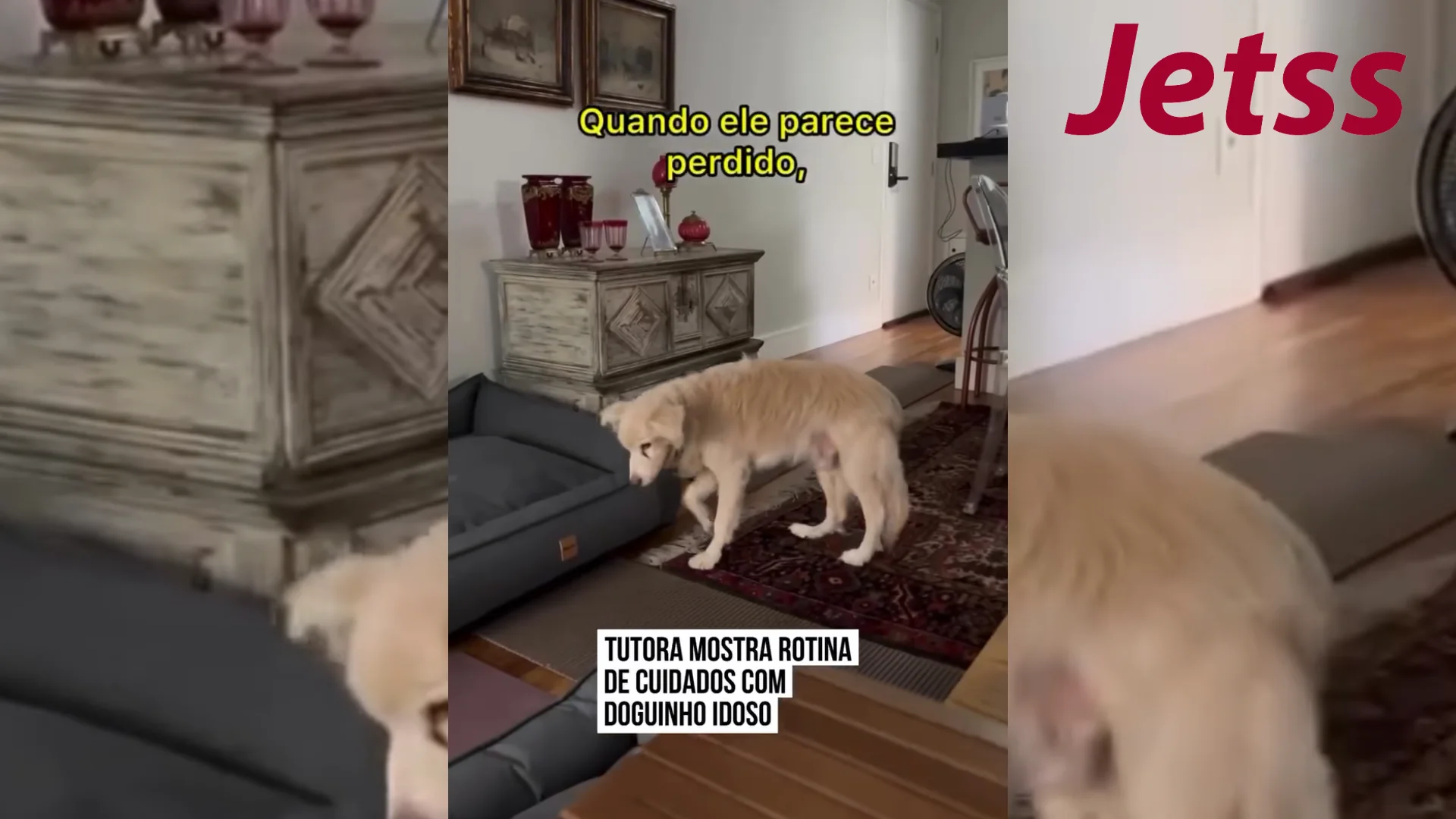 Doguinho idoso ganha rotina especial e vídeo emociona com amor e cuidado