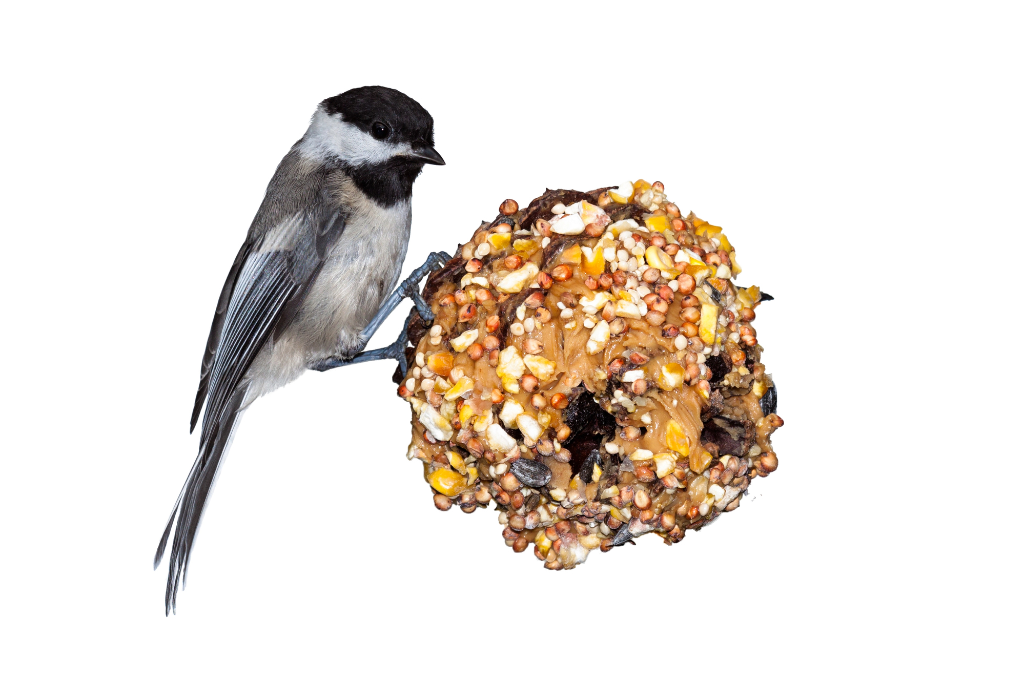 15 Budget Backyard Bird Feeder Projects